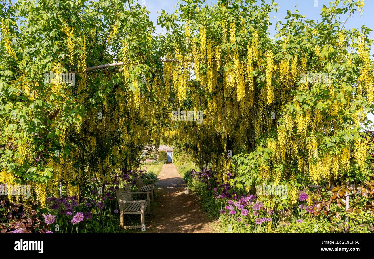 Laburnum arch hi-res stock photography and images - Alamy