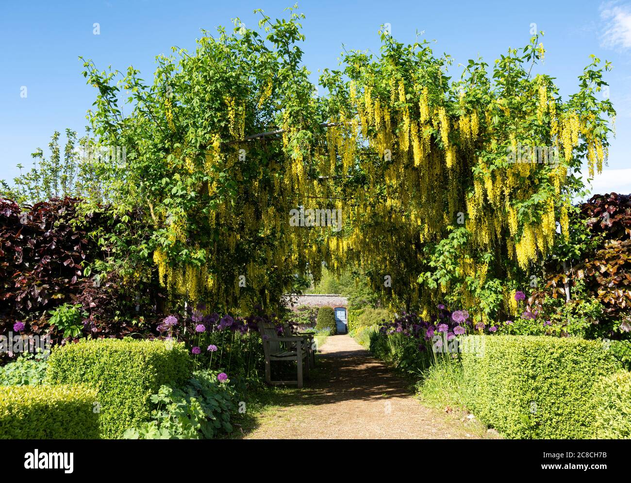 Laburnum arch hi-res stock photography and images - Alamy