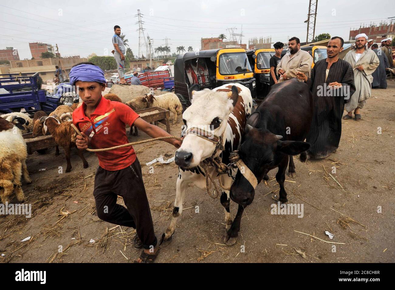 Giza, Egypt. 23rd July, 2020. A boy pulls cows at Ausim livestock ...
