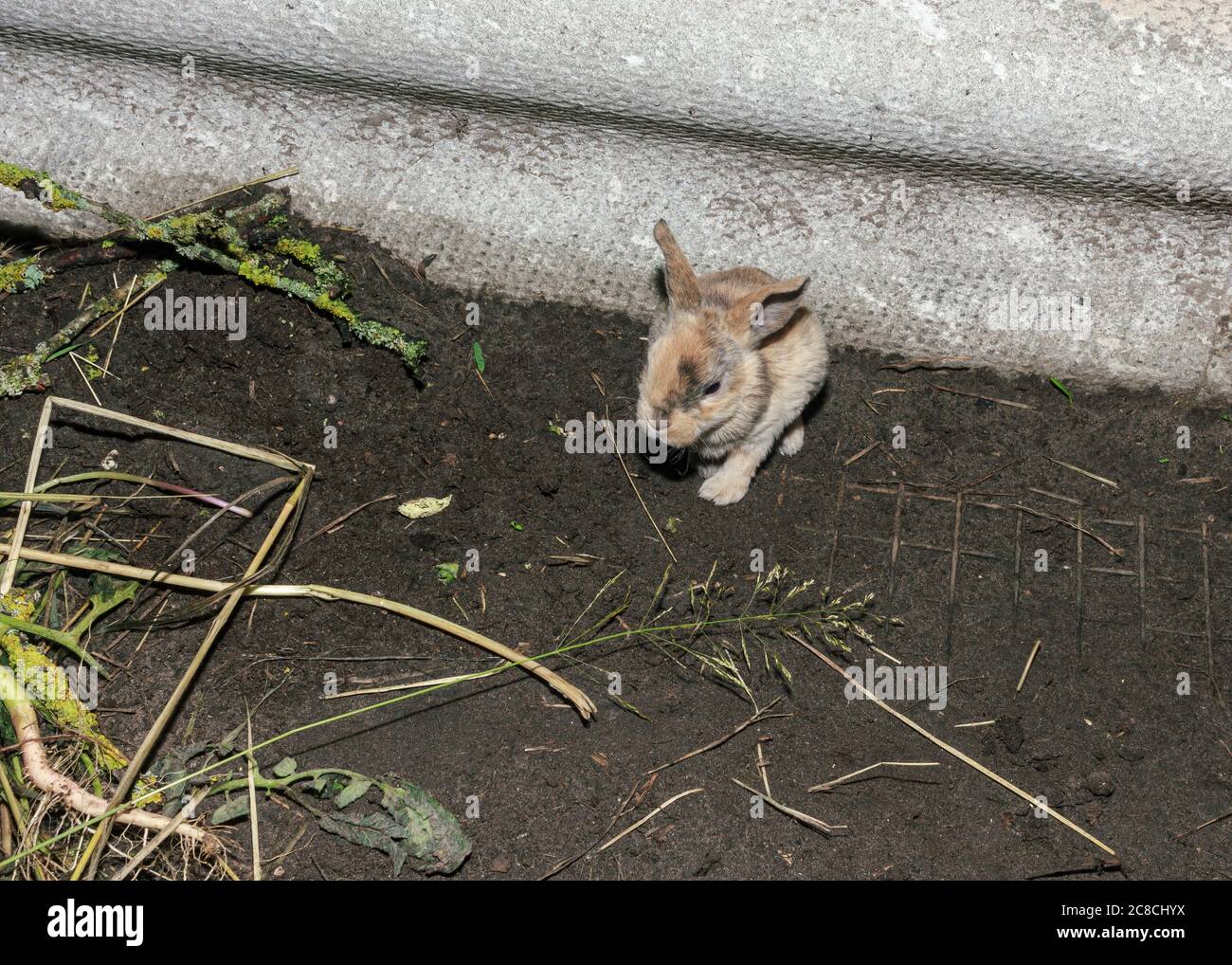 Little fluffy light brown baby rabbit, farm animal, haulm covered ...