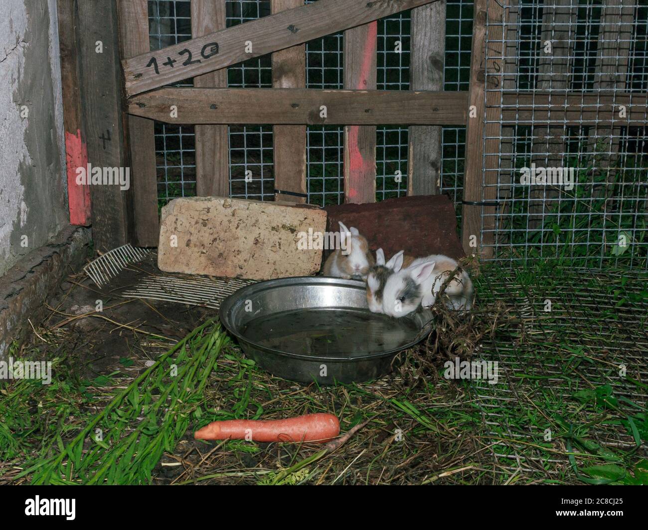 Little fluffy baby rabbits drinking water, farm animal vegetables ...