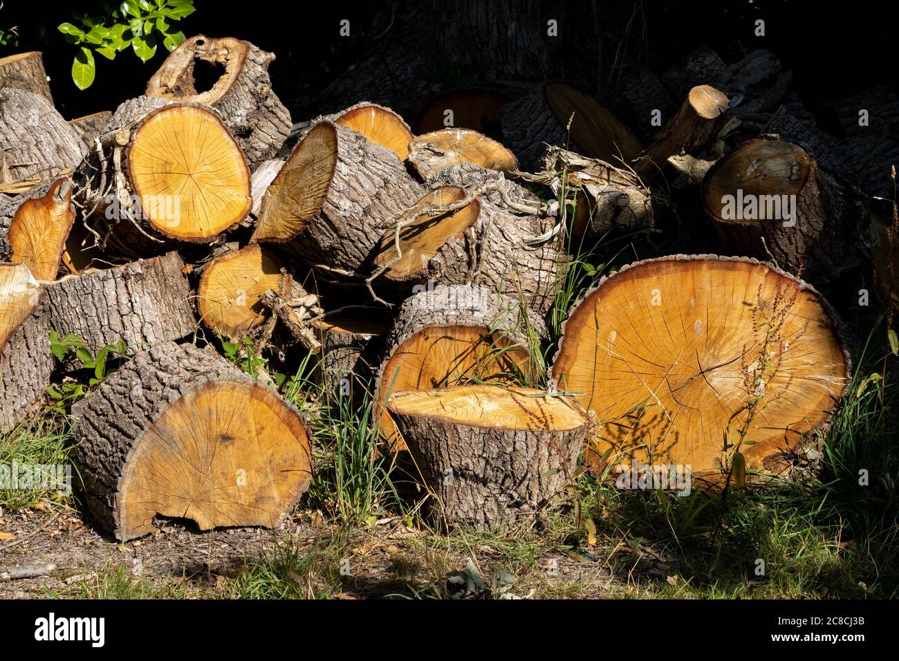 Stack of freshly sawn logs by Wilderness Lake in Tandridge Stock Photo ...
