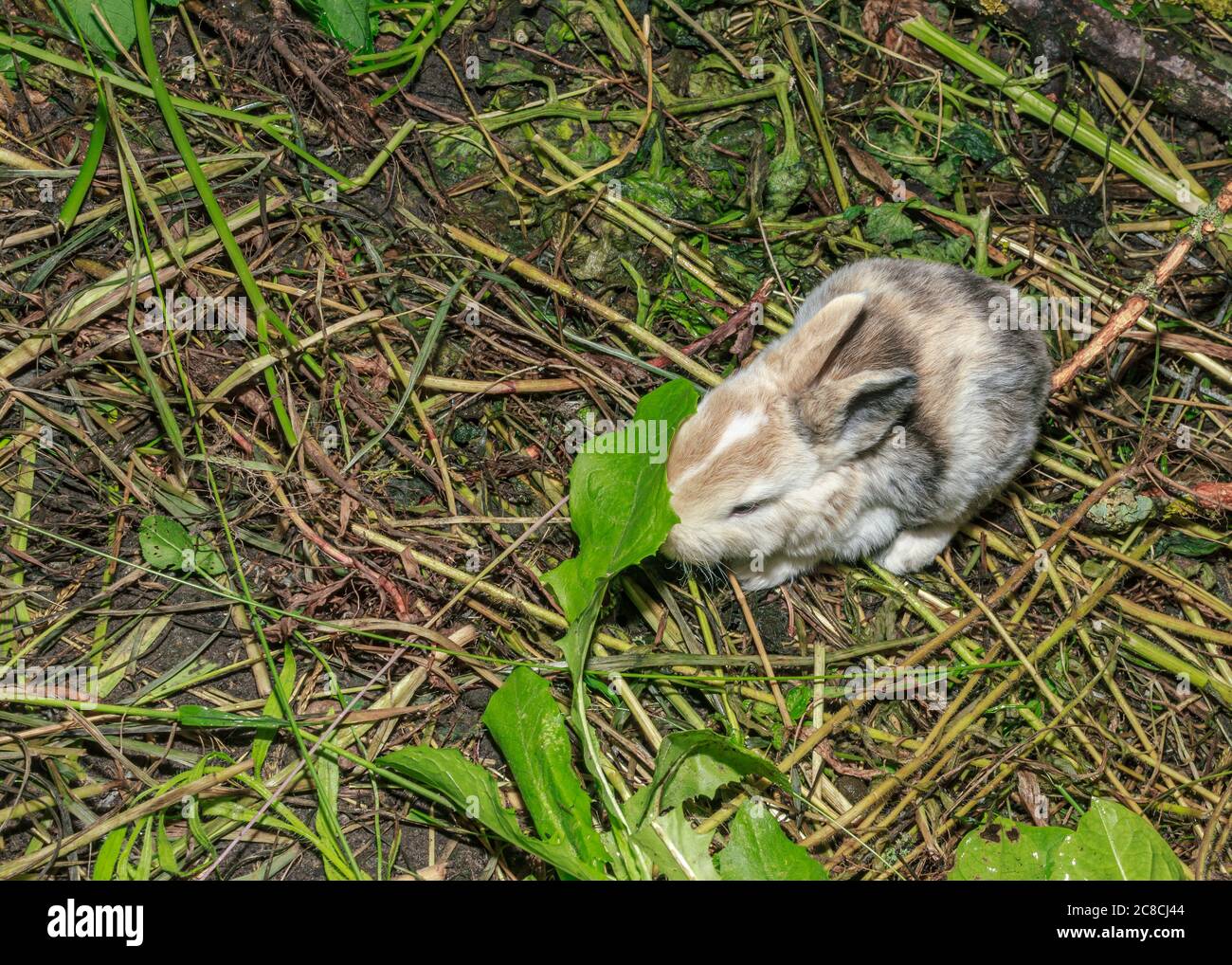 Light Brown Rabbit Baby