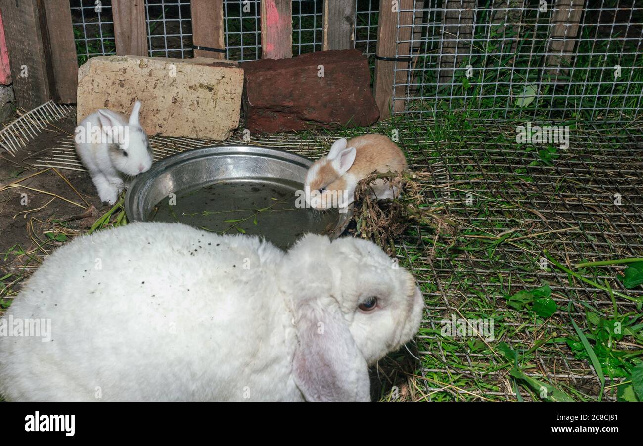 Rabbits drinking water hi-res stock photography and images - Alamy