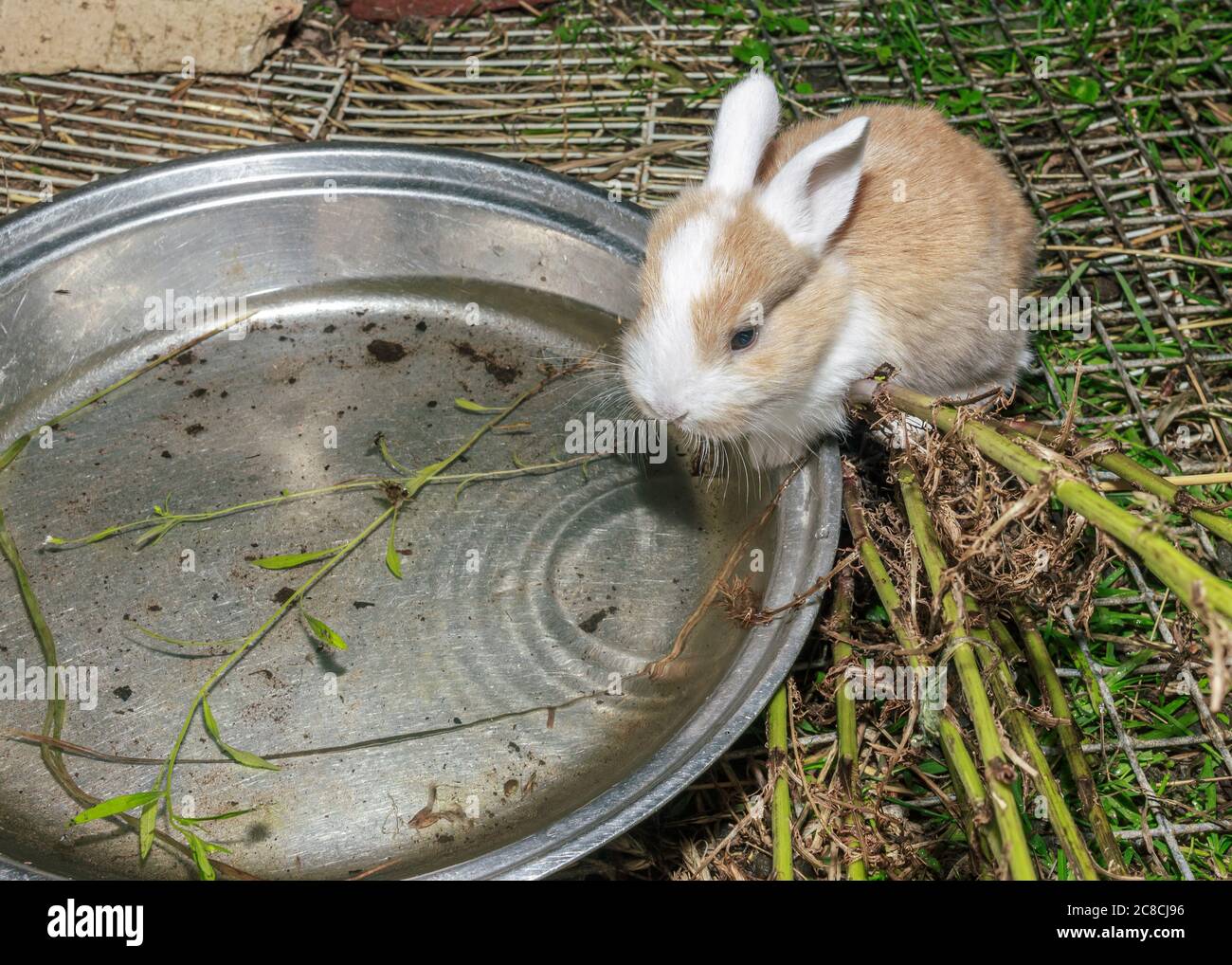 Little fluffy baby rabbits drinking water, farm animal Stock Photo - Alamy