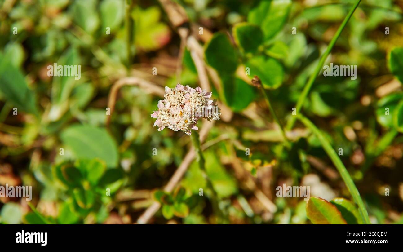 Origanum -Oregano, genus of herbaceous perennials and subshrubs in the ...