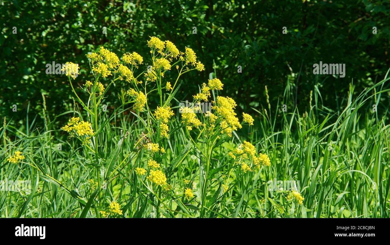 Barbarea vulgaris - yellow rocketcress, flowers in spring, selective ...