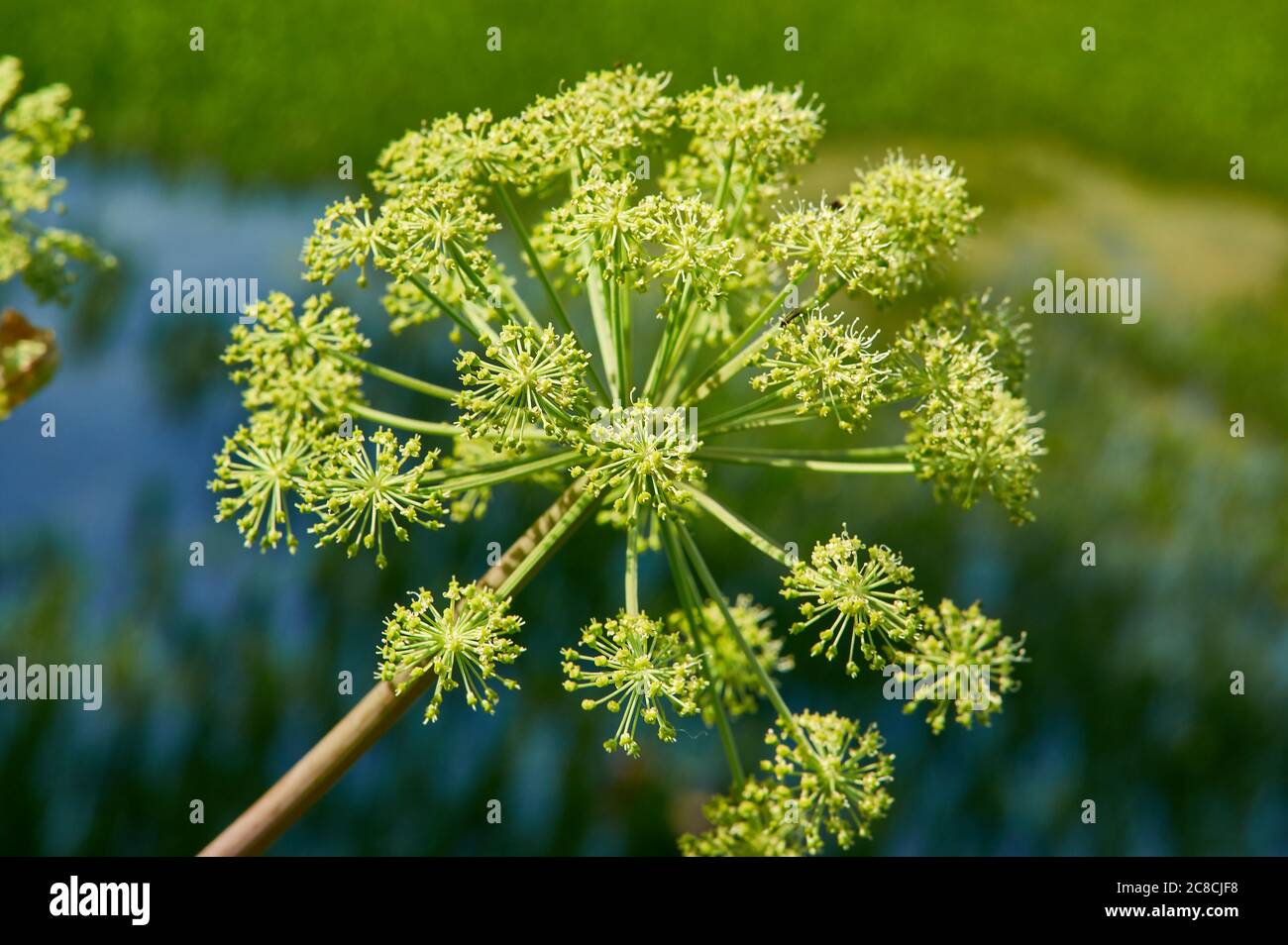 Angelica Plant Edible at Sheila Deck blog