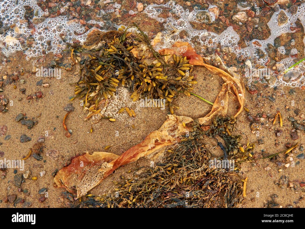 White Sea Fucus Belomorsky , Brown algae, genus of brown algae found in ...