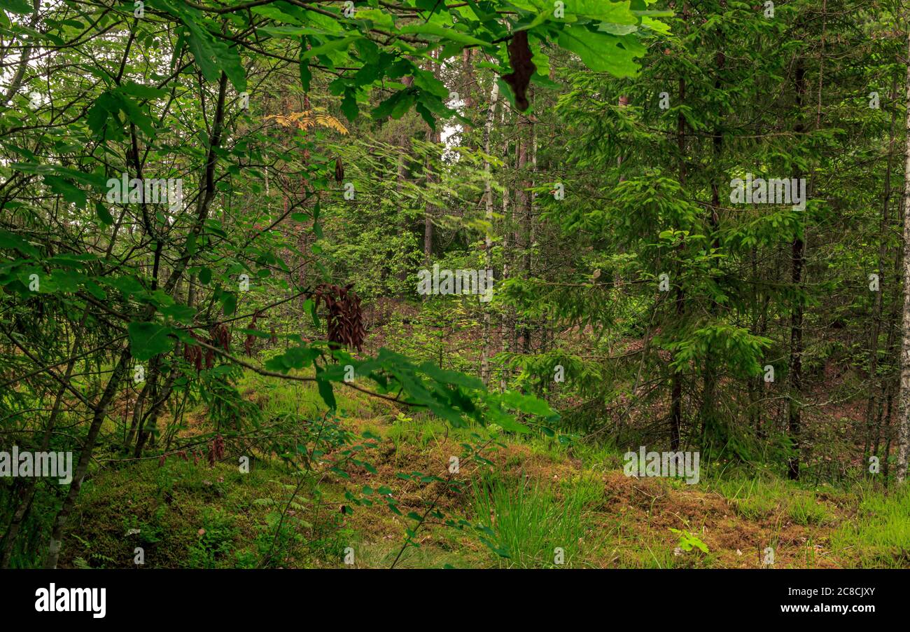Green trees and dry ground into the natural forest, wood leafs, soft ...