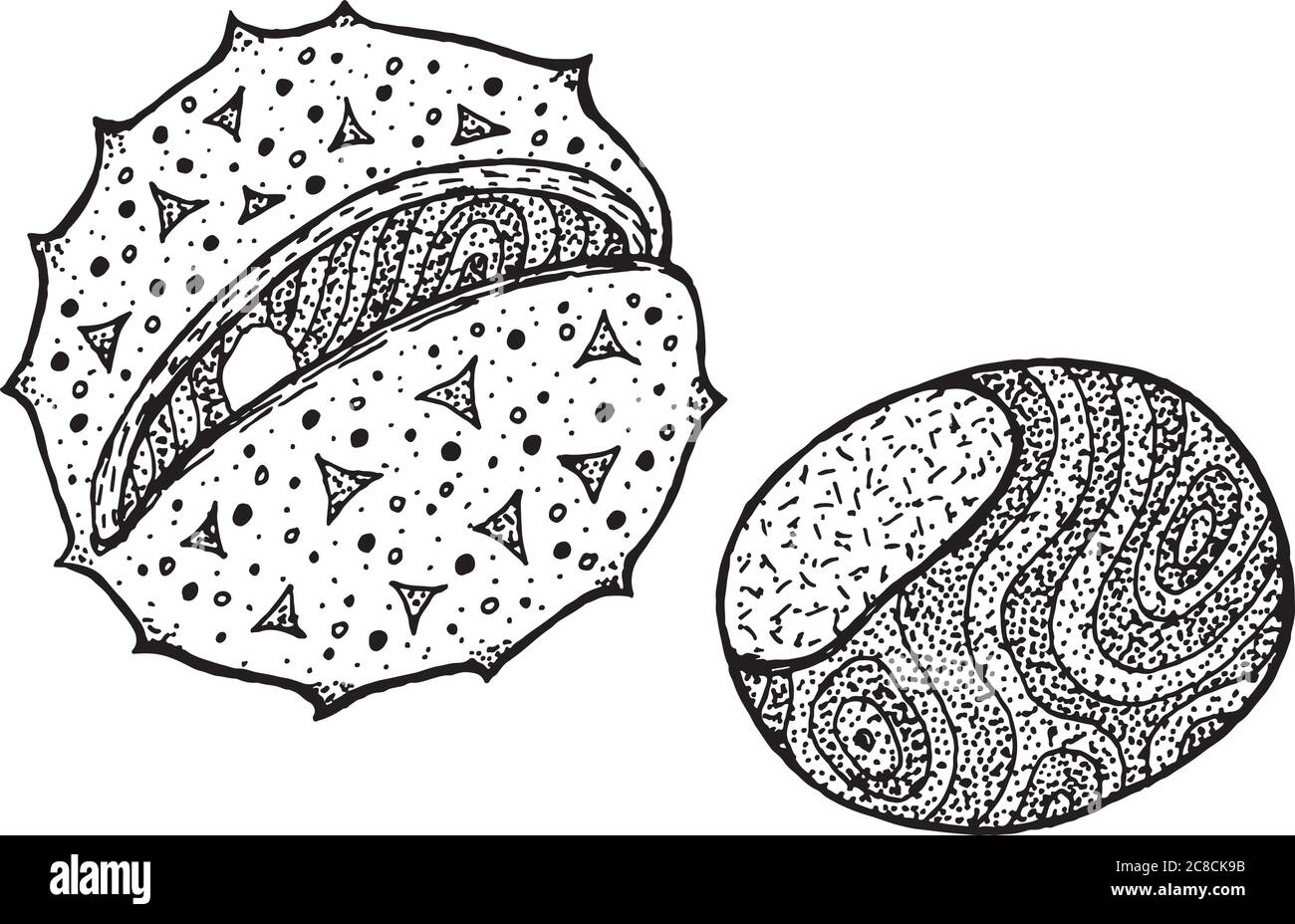 Chestnut - ink graphic artwork. Vector illustration Stock Vector Image ...