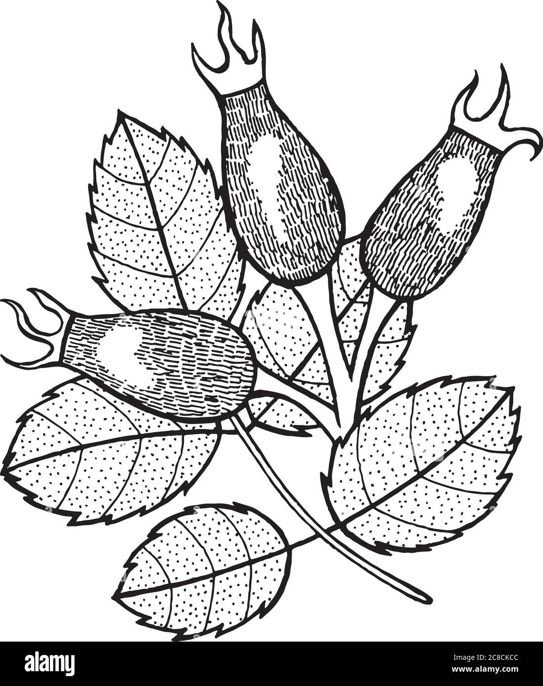 Rosehip - graphic ink botanical artwork. Vector illustration Stock ...