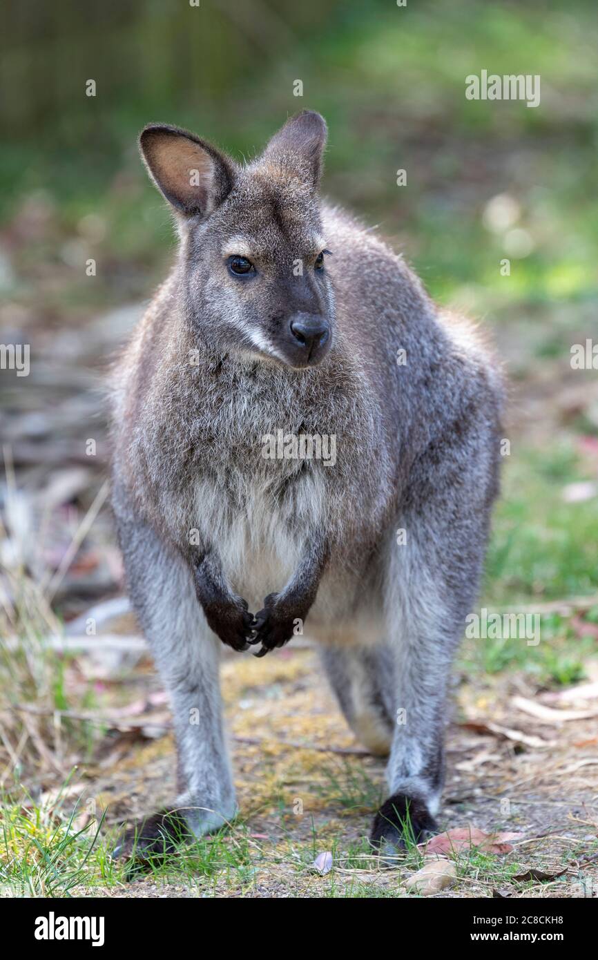 Adult wallaby hi-res stock photography and images - Alamy