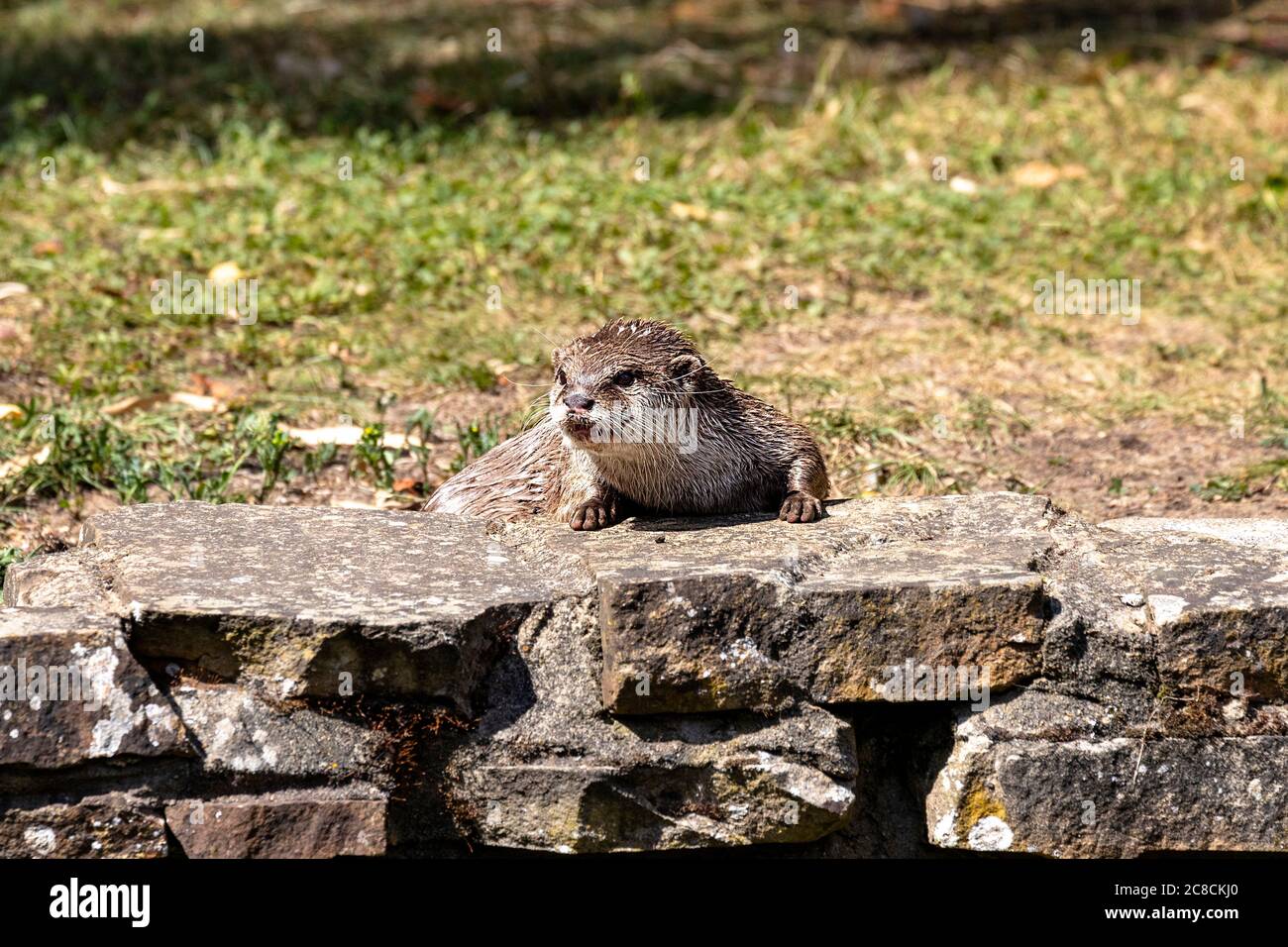 Otter sitting up hi-res stock photography and images - Alamy