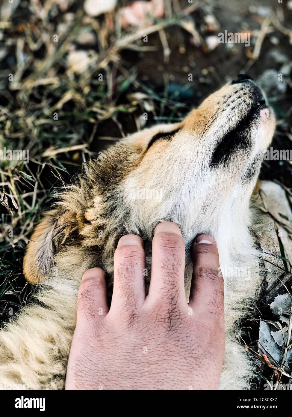 The cure dog Stock Photo - Alamy