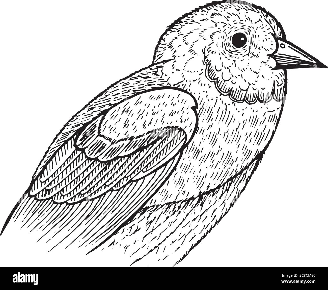 Blackbird - ink graphic artwork. Vector illustration Stock Vector Image ...
