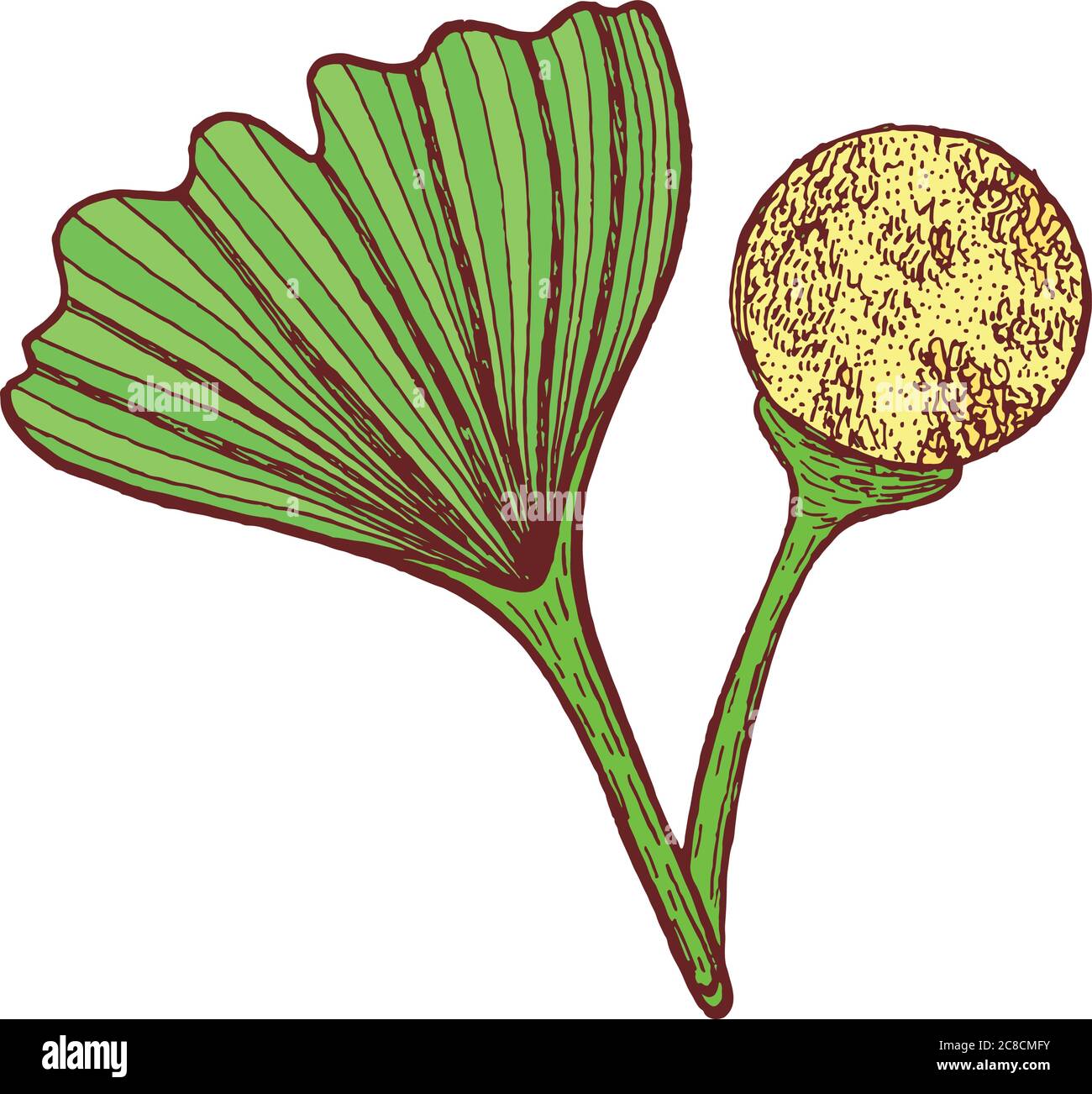 Ginkgo biloba - graphic ink artwork of medicine exotic plant. Ve Stock ...