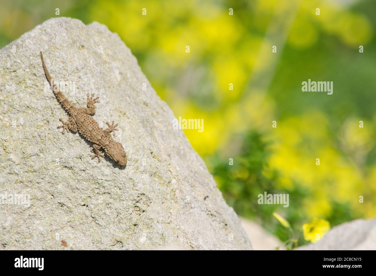 A moorish gecko, Tarentola mauritanica, basking on a rock with a bokeh ...