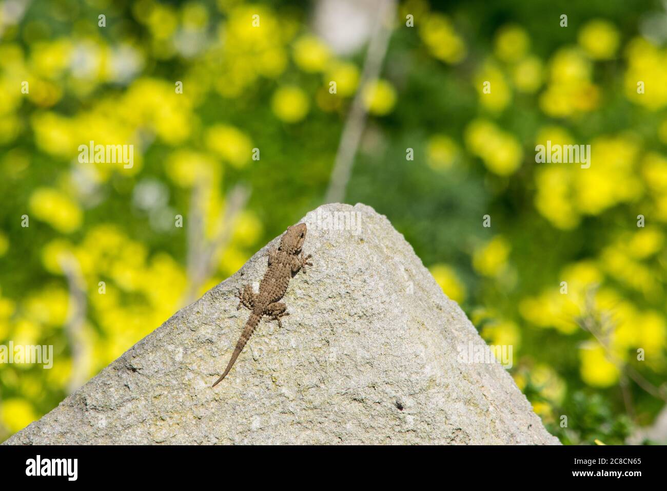 A moorish gecko, Tarentola mauritanica, basking on a rock with a bokeh ...