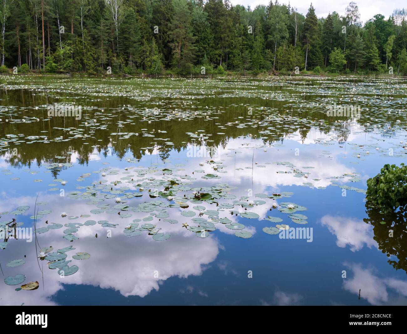 dead trees in the swamp, wild picturesque wetland Stock Photo - Alamy