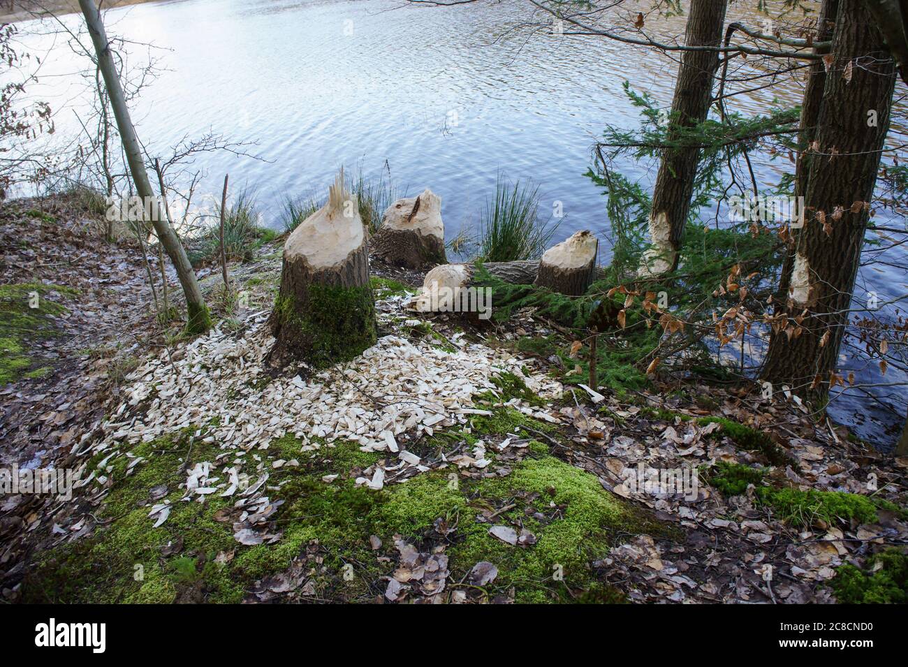 tree gnawed by the beaver, the beaver teeth marks on a tree trunk Stock ...