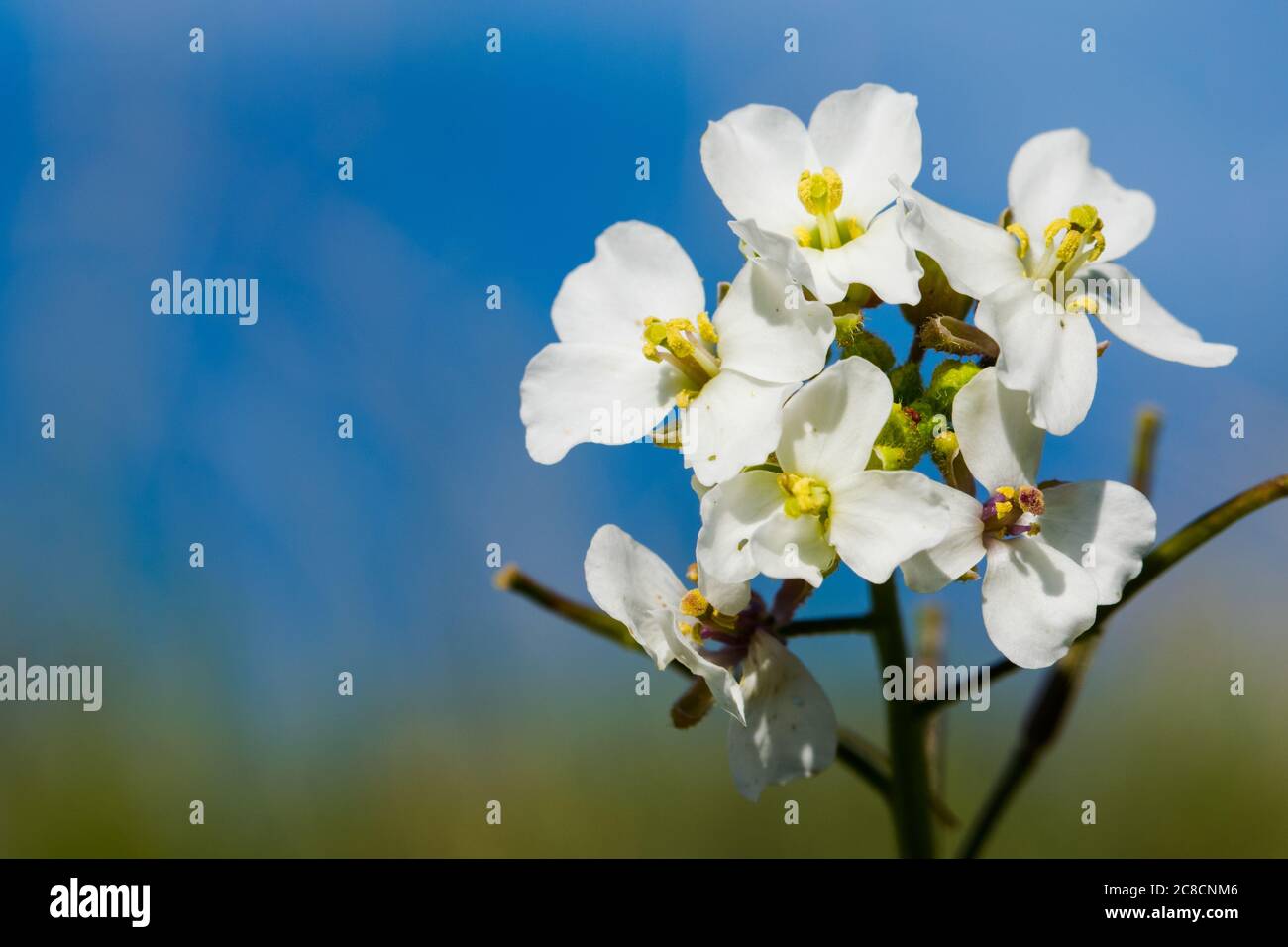 A close-up macro shot of White Wall Rocket plant with flowers in bloom ...