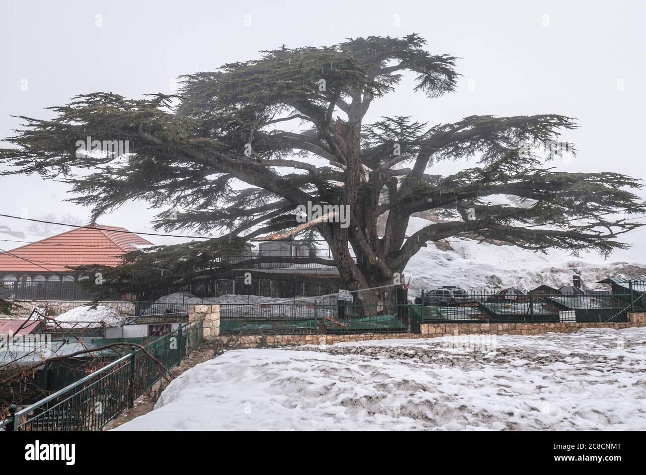 Cedar forest lebanon unesco hi-res stock photography and images - Alamy