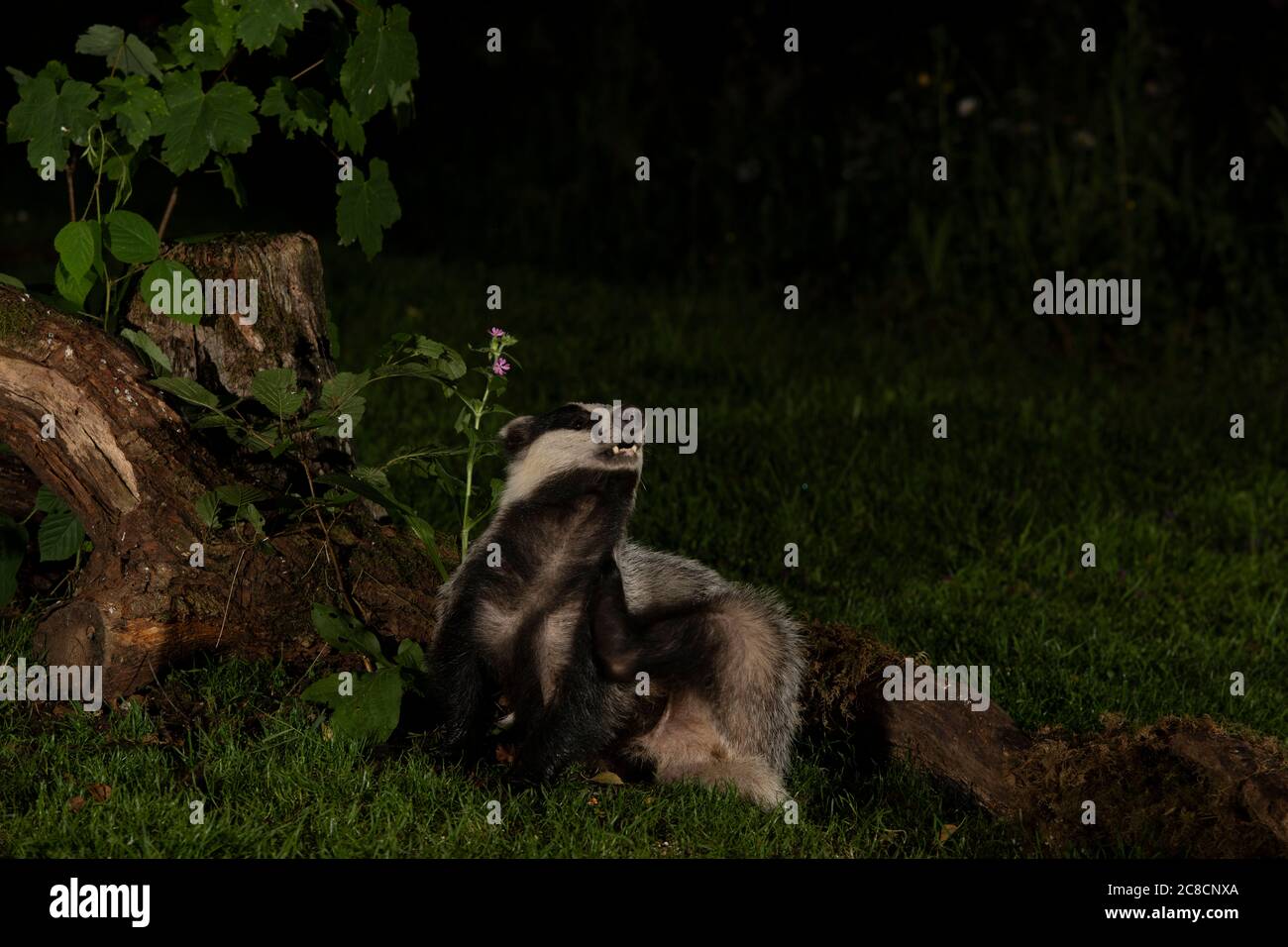 Badger scratching hi-res stock photography and images - Alamy