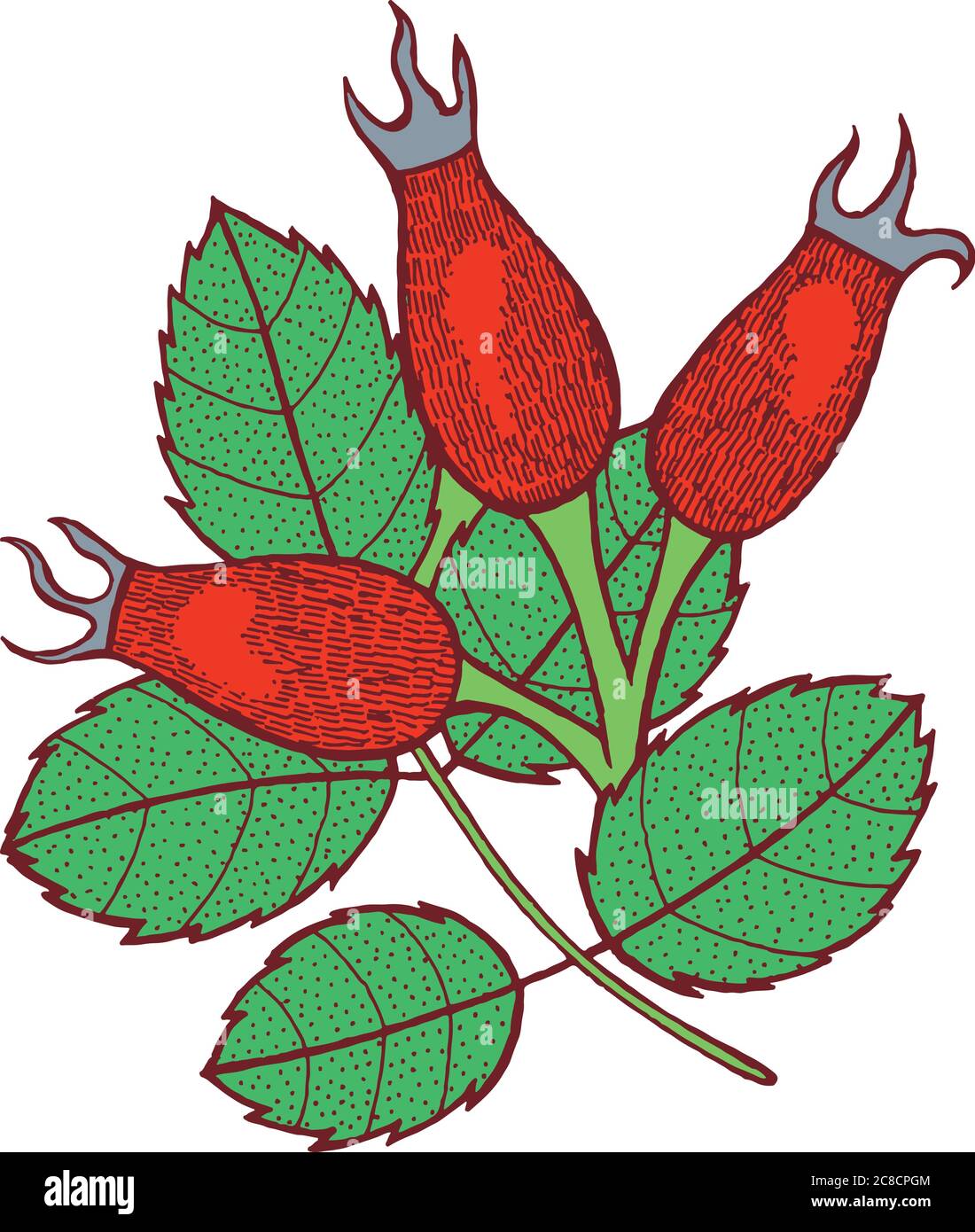 Rosehip - graphic floral artwork. Isolated hand drawn design ele Stock ...