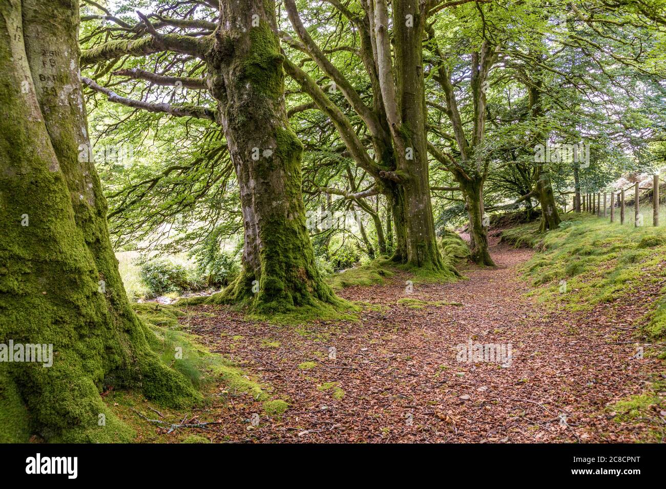 Old common beech fagus sylvatica hi-res stock photography and images ...