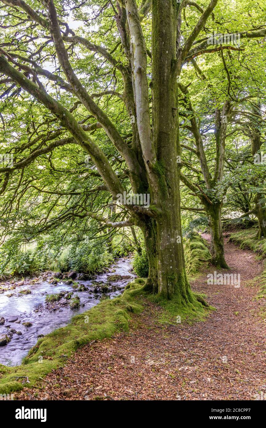 English beech trees hi-res stock photography and images - Alamy