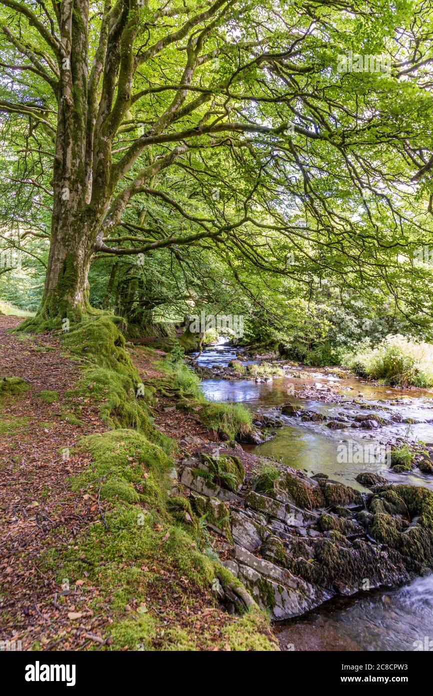 Old common beech fagus sylvatica hi-res stock photography and images ...
