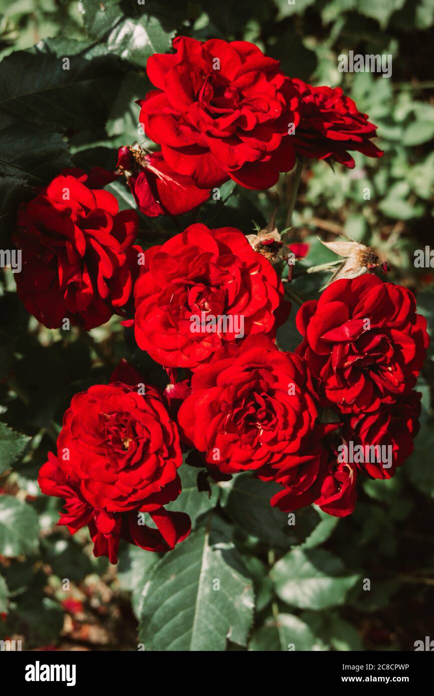 Red rose bush growing in the garden Stock Photo - Alamy
