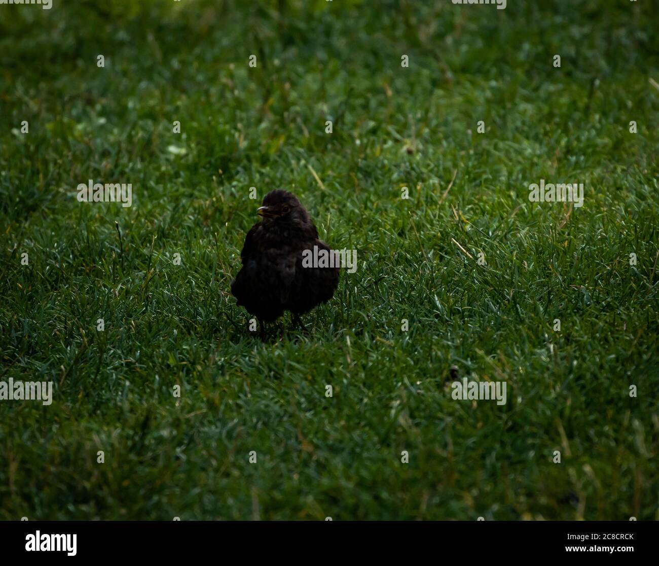 Schwarzer vogel hi-res stock photography and images - Alamy