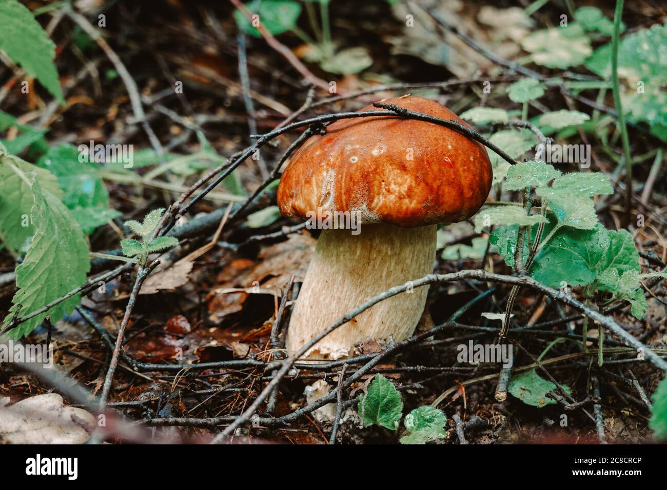 Forest growing Boletus is a genus of mushroom-producing fungi Stock ...