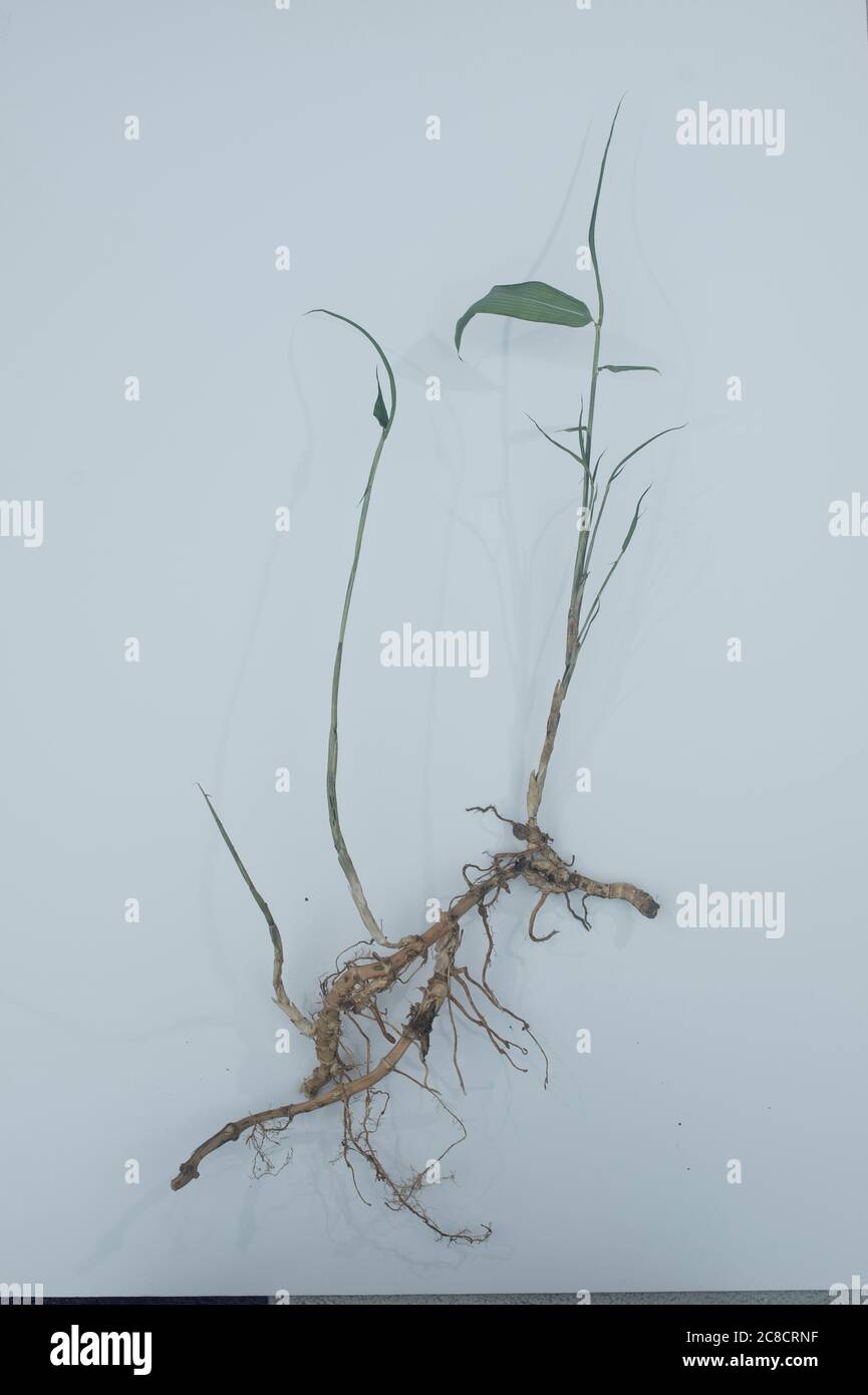 An exposed section of bamboo, showing the roots, stems and new shoots ...