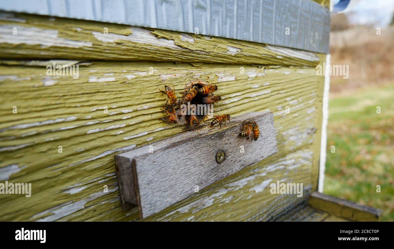 Close up photo beehive hi-res stock photography and images - Alamy