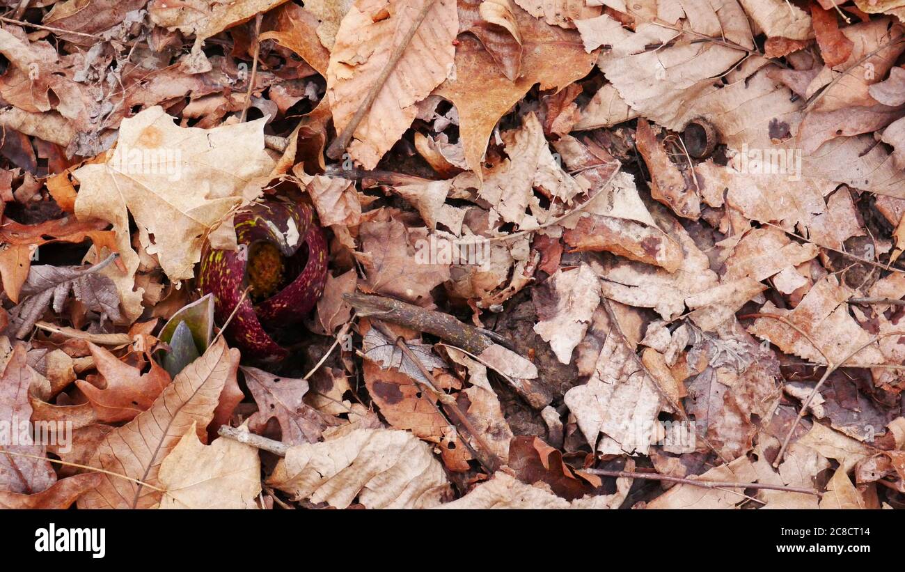 Strange plants hi-res stock photography and images - Alamy