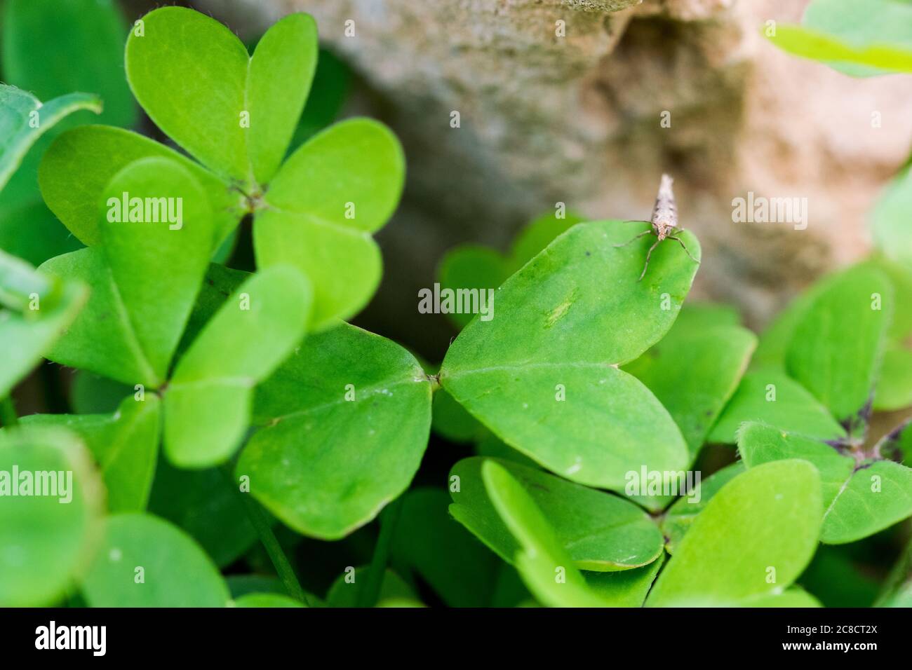 Sicklepod hi-res stock photography and images - Alamy