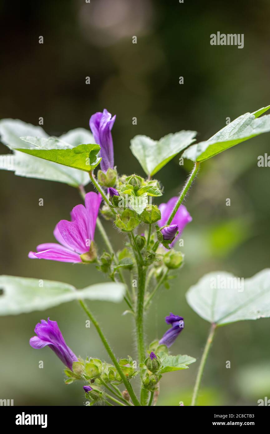 Common mallow flower Stock Photo - Alamy