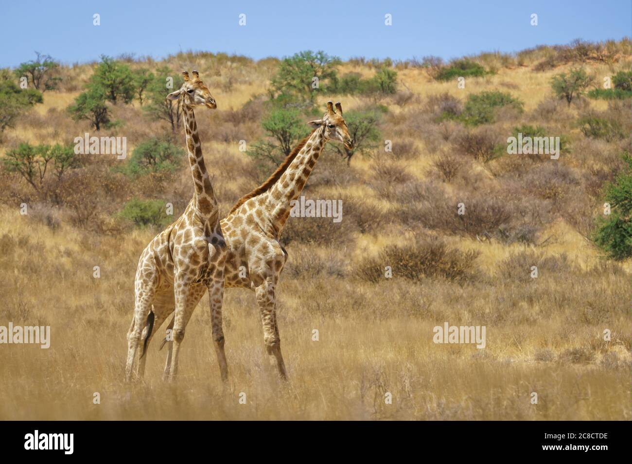 Shadow-fighting giraffes in a bushy land at daytime Stock Photo - Alamy