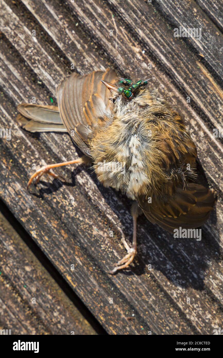 Dead robin hi-res stock photography and images - Alamy
