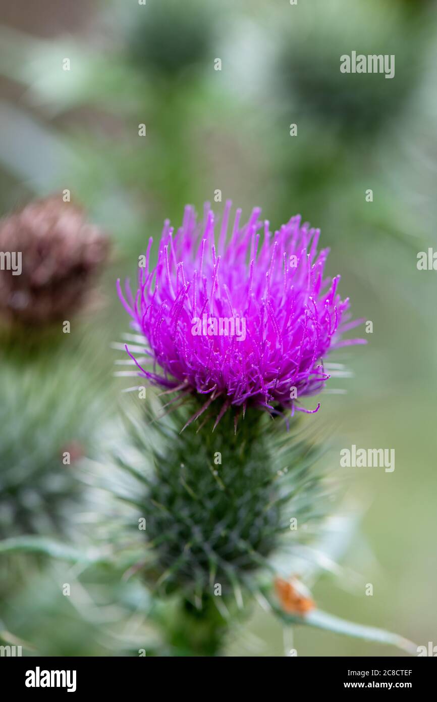 Thistle scotland emblem hi-res stock photography and images - Alamy