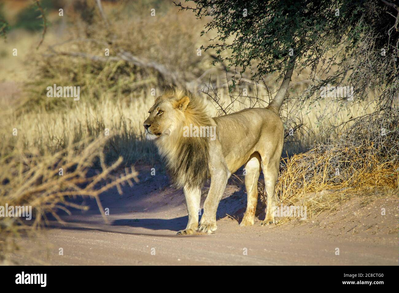 Lonely male lion walking in a desert at daytime Stock Photo - Alamy