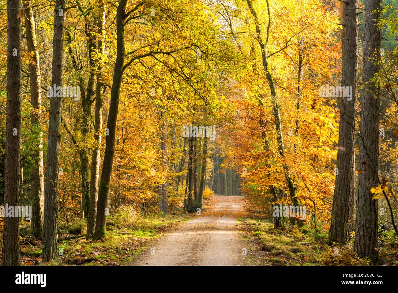 Beautiful scenery of a pathway surrounded by tall trees in a park at ...