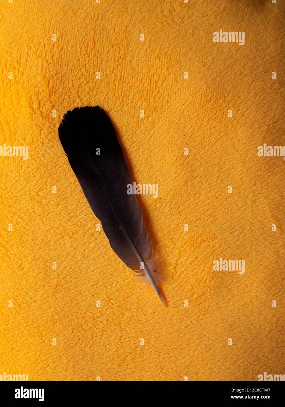 Pigeon cover hi-res stock photography and images - Alamy