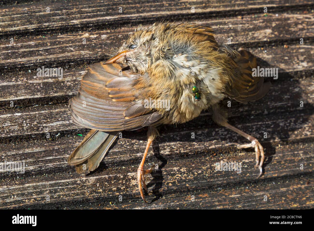 Dead robin hi-res stock photography and images - Alamy