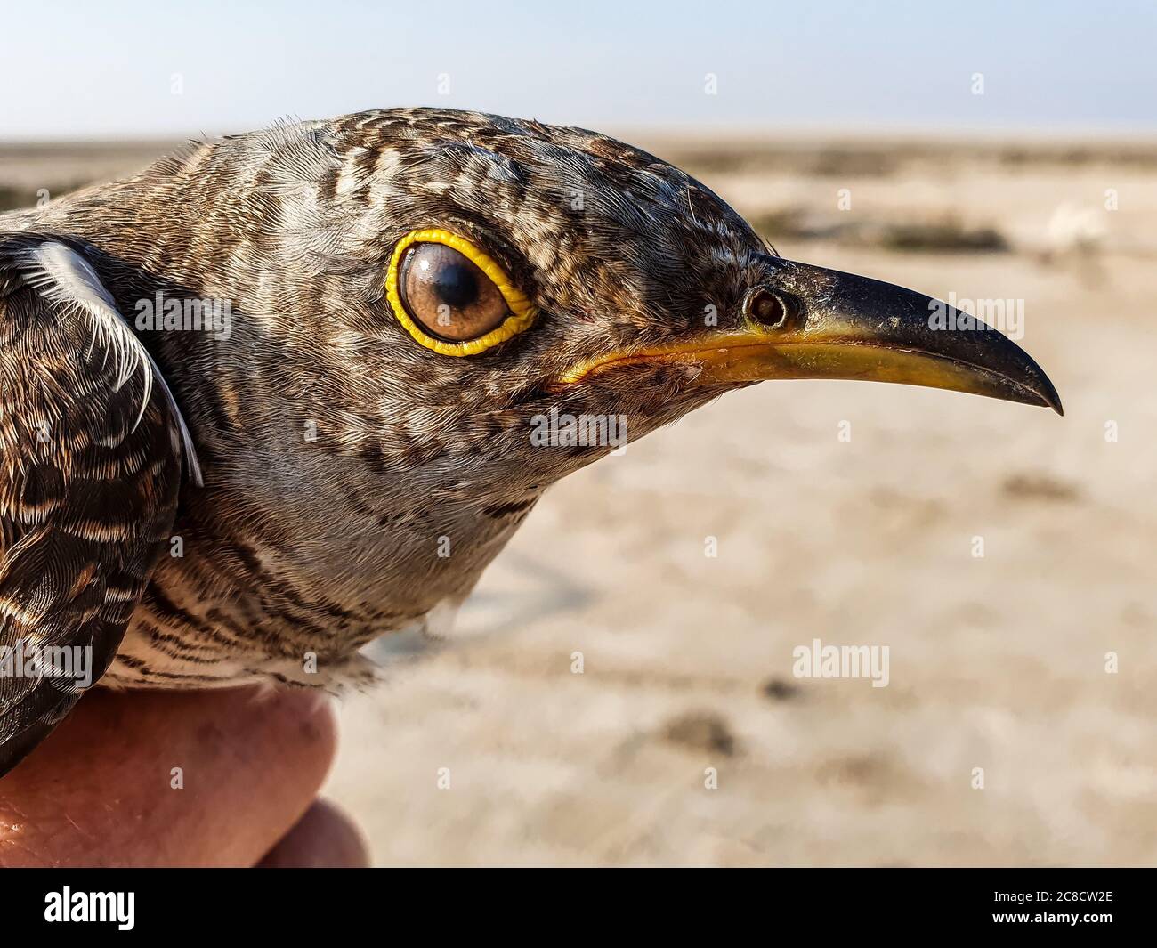 Young cuckoo in the hand, staring to the photographer in the desert of ...