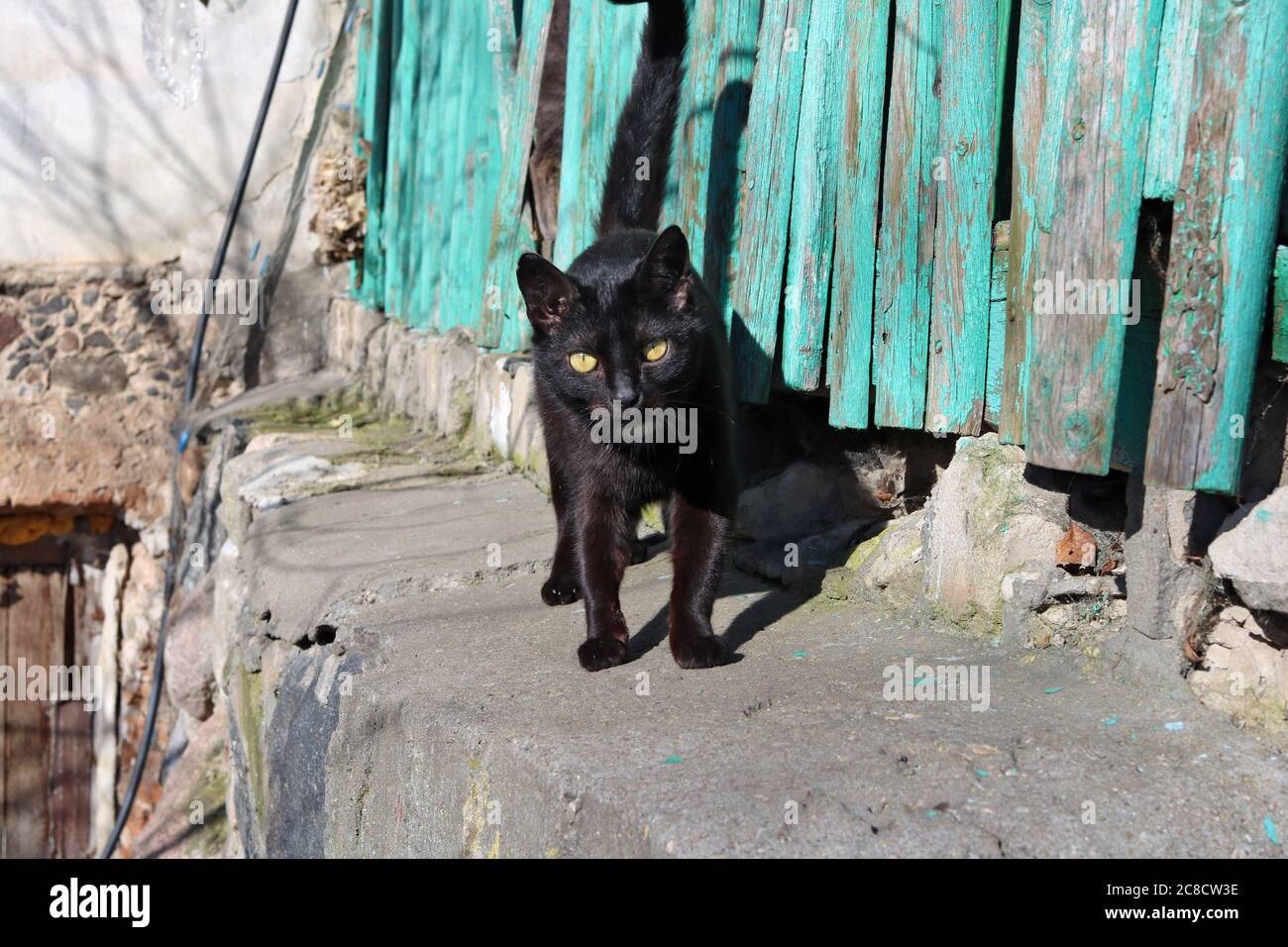 Homeless black color sick kitten lives in a village barn Stock Photo ...