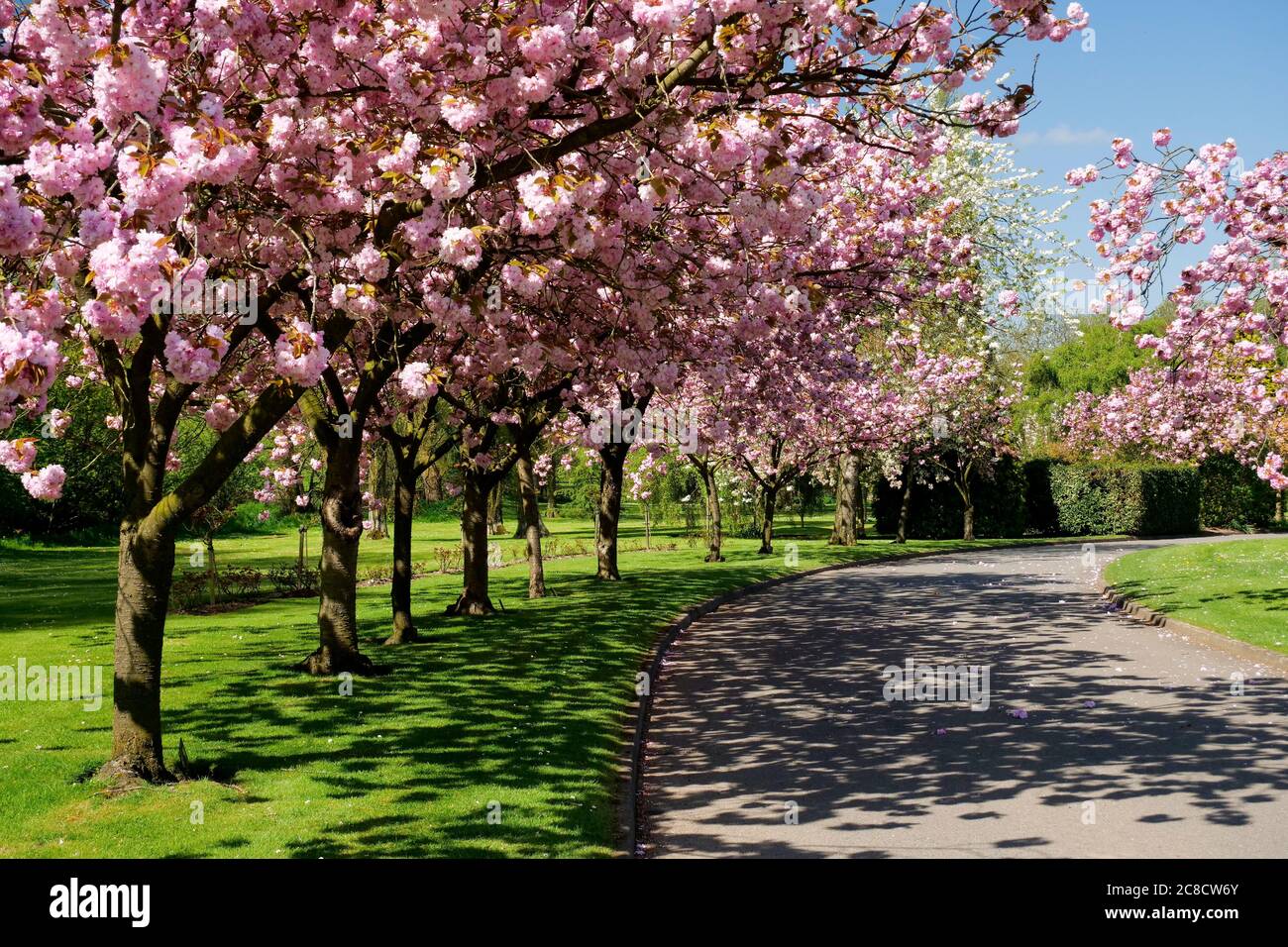 Cherry blossom trees in bloom Stock Photo - Alamy